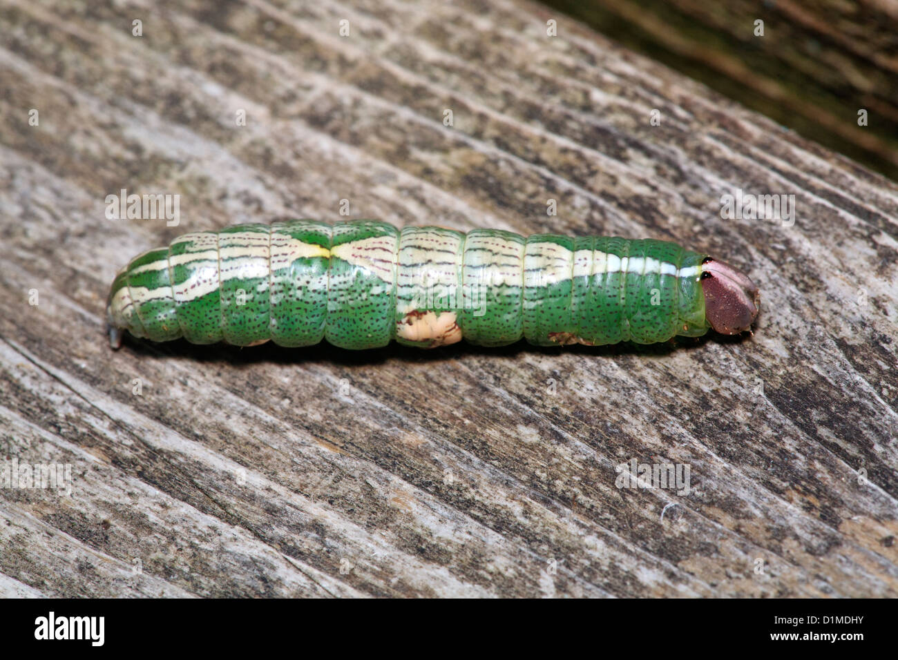 Wavy-Lined Heterocampa caterpillar (Heterocampa biundata Stock Photo ...
