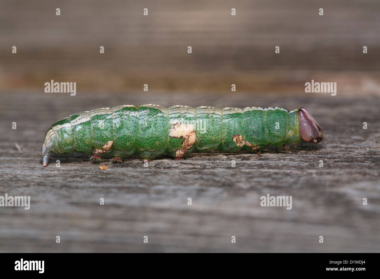 Wavy-Lined Heterocampa caterpillar (Heterocampa biundata Stock Photo ...