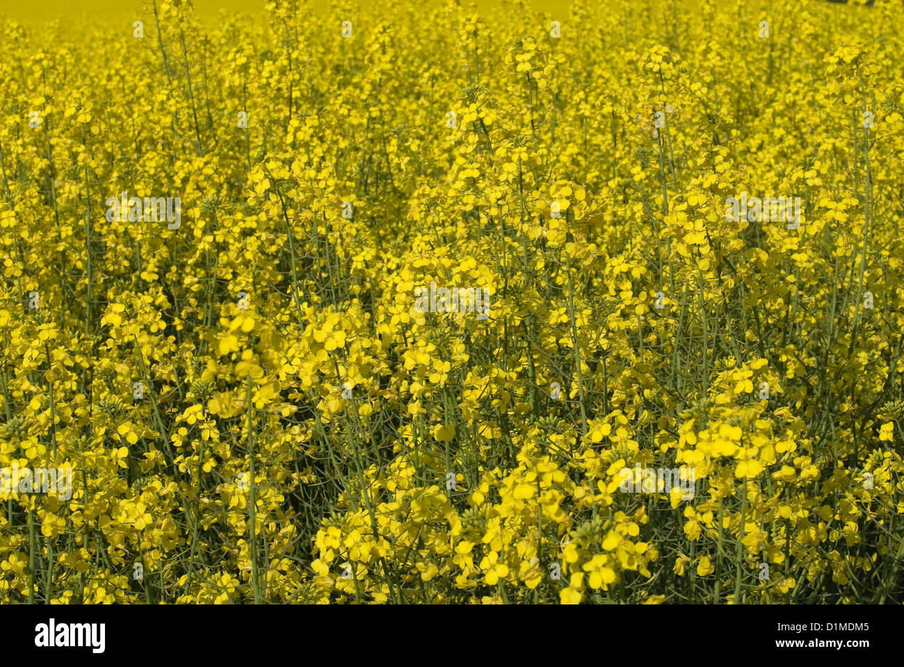 A crop of Canola, in full Spring bloom Stock Photo - Alamy