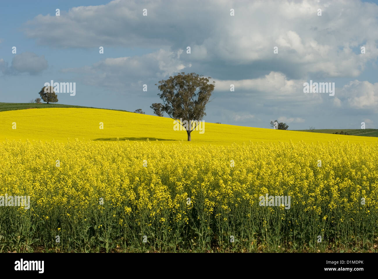 A Canola crop, in full Spring flower, near Cootamundra, New South Wales ...