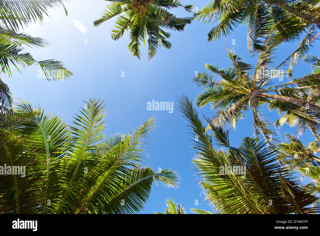 Top of palm trees on bluesky background Stock Photo - Alamy
