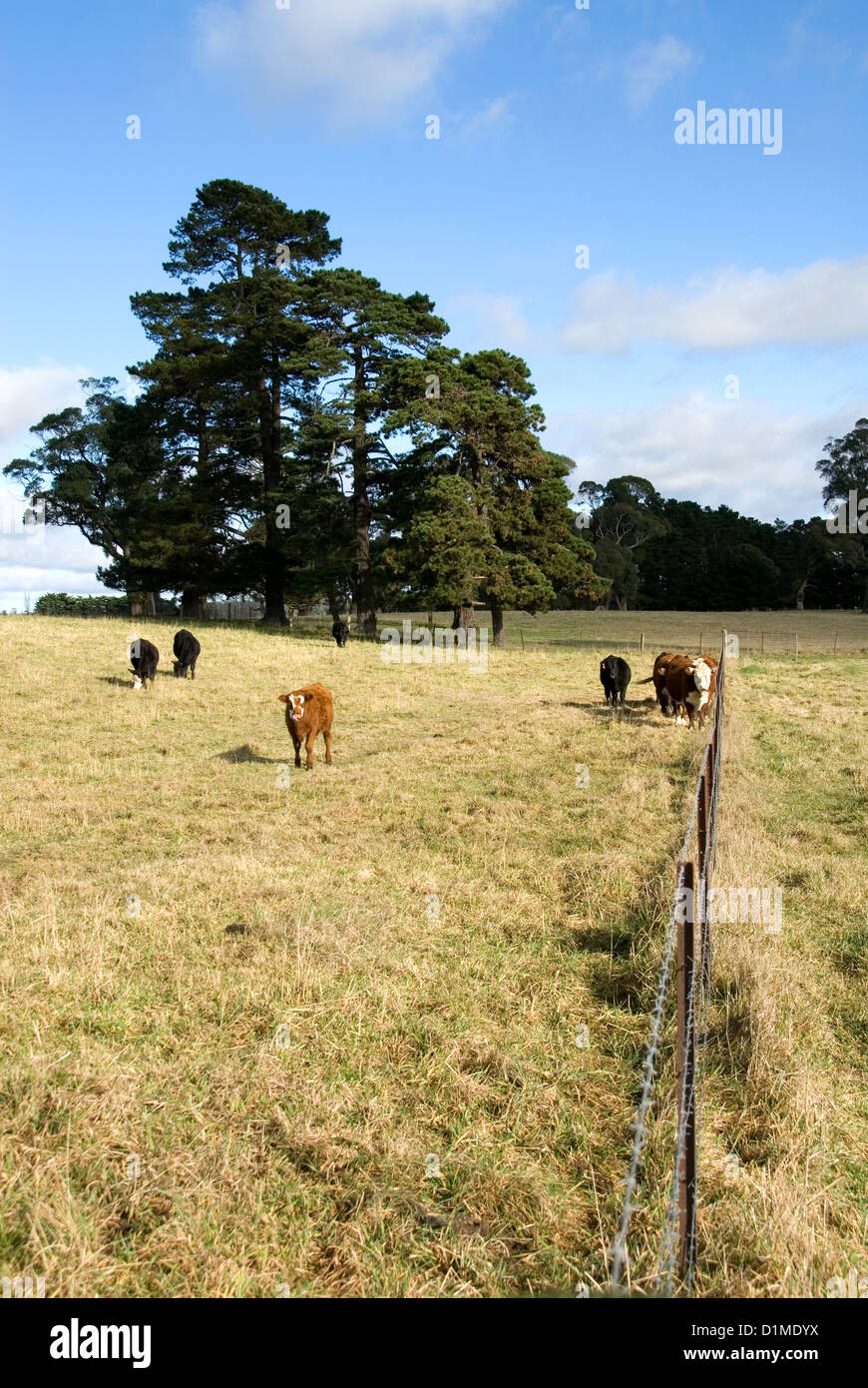 Hereford Cattle Australia High Resolution Stock Photography and Images ...