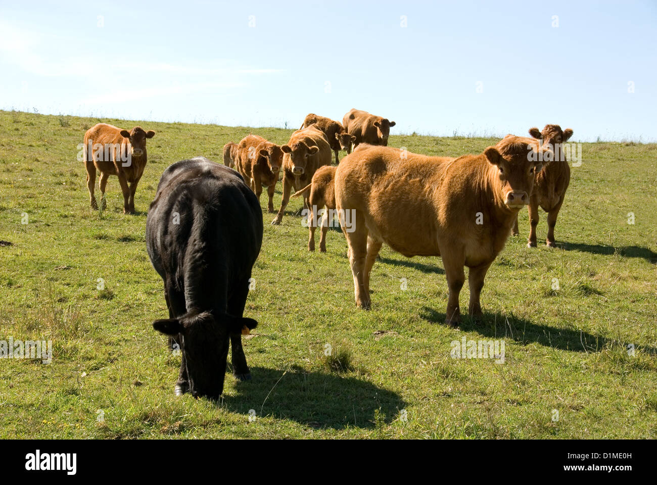 Angus and charolais hi-res stock photography and images - Alamy