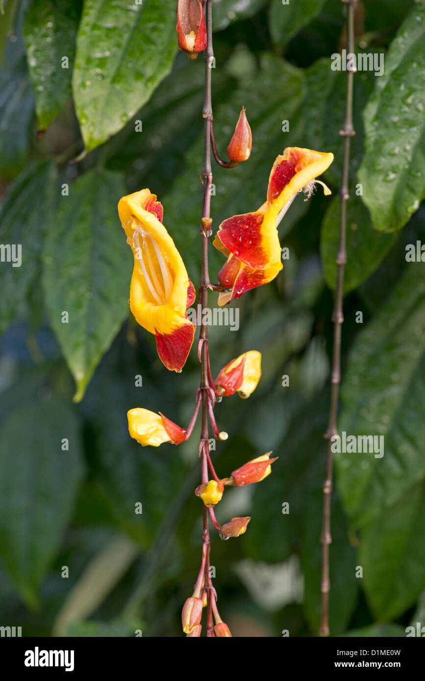 Vine red flower hi-res stock photography and images - Alamy