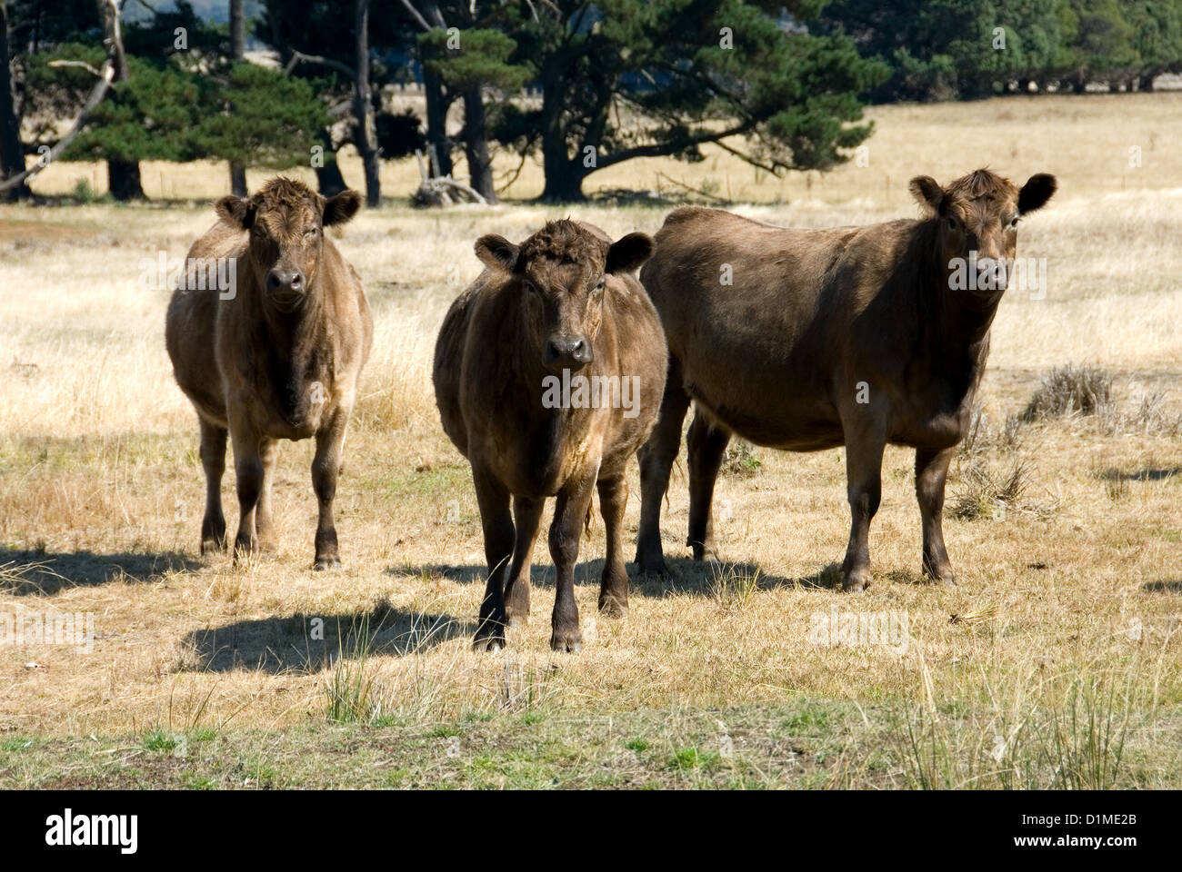 Grey cattle hi-res stock photography and images - Alamy