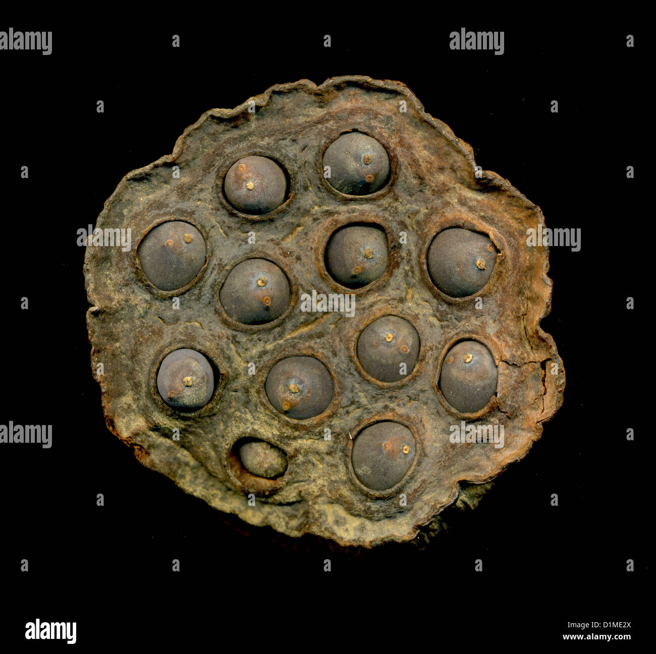 Seed pod hi-res stock photography and images - Alamy