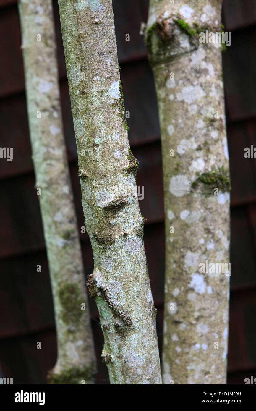 Three tree trunks in front of a house wall Stock Photo - Alamy