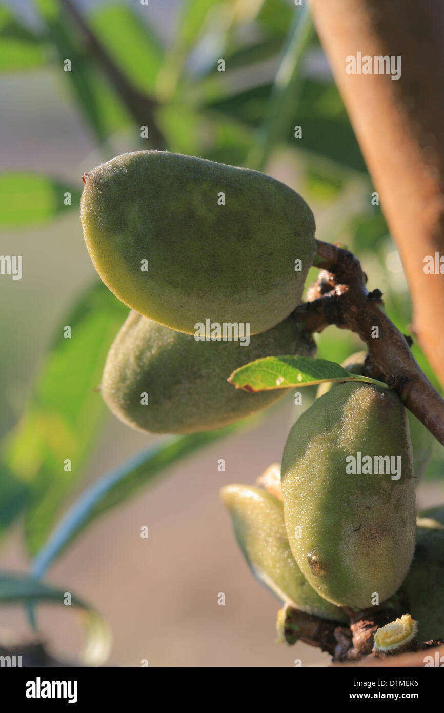 Almond Tree And Fruit Stock Photos & Almond Tree And Fruit Stock Images ...