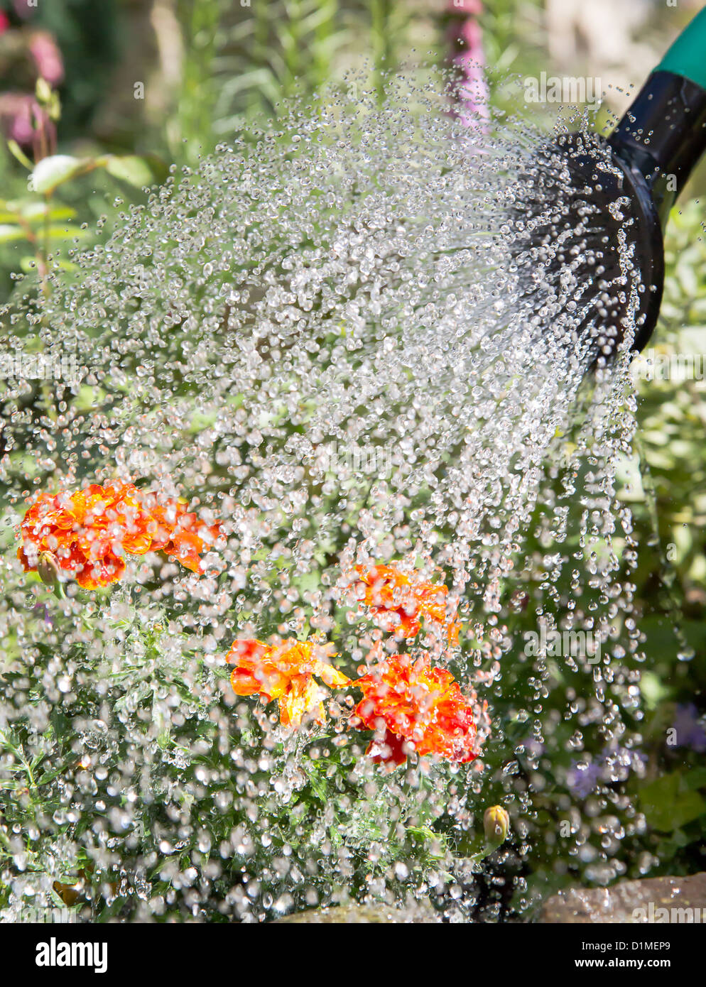 watering flowers in the garden Stock Photo - Alamy