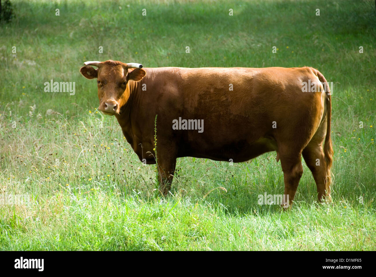 A cow in a lush green pastured paddock Stock Photo - Alamy