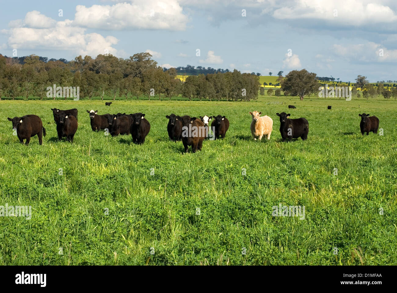 Black angus cattle farm hi-res stock photography and images - Alamy