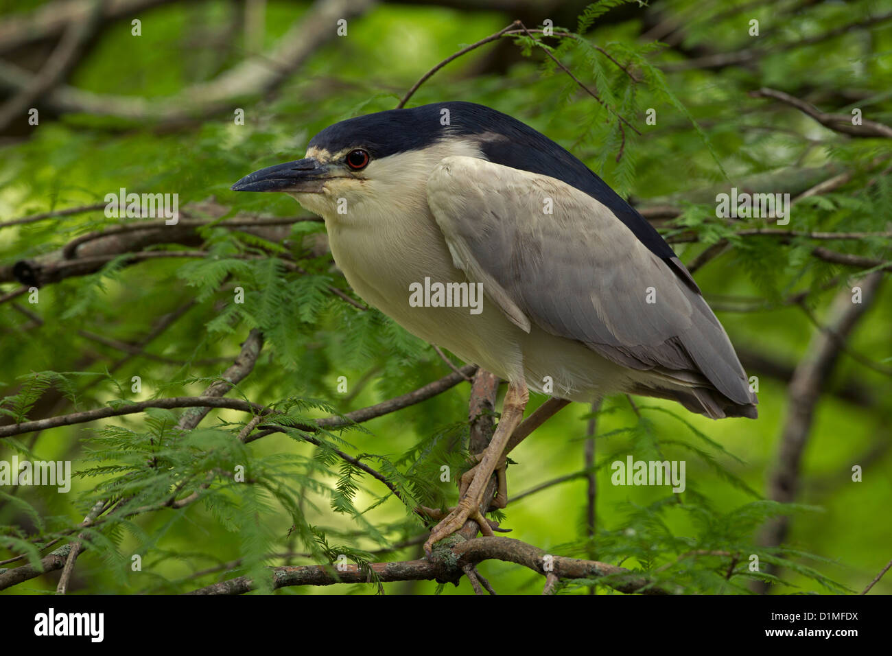 Black crowned Night Heron Nycticorax nycticorax Louisiana Stock Photo ...