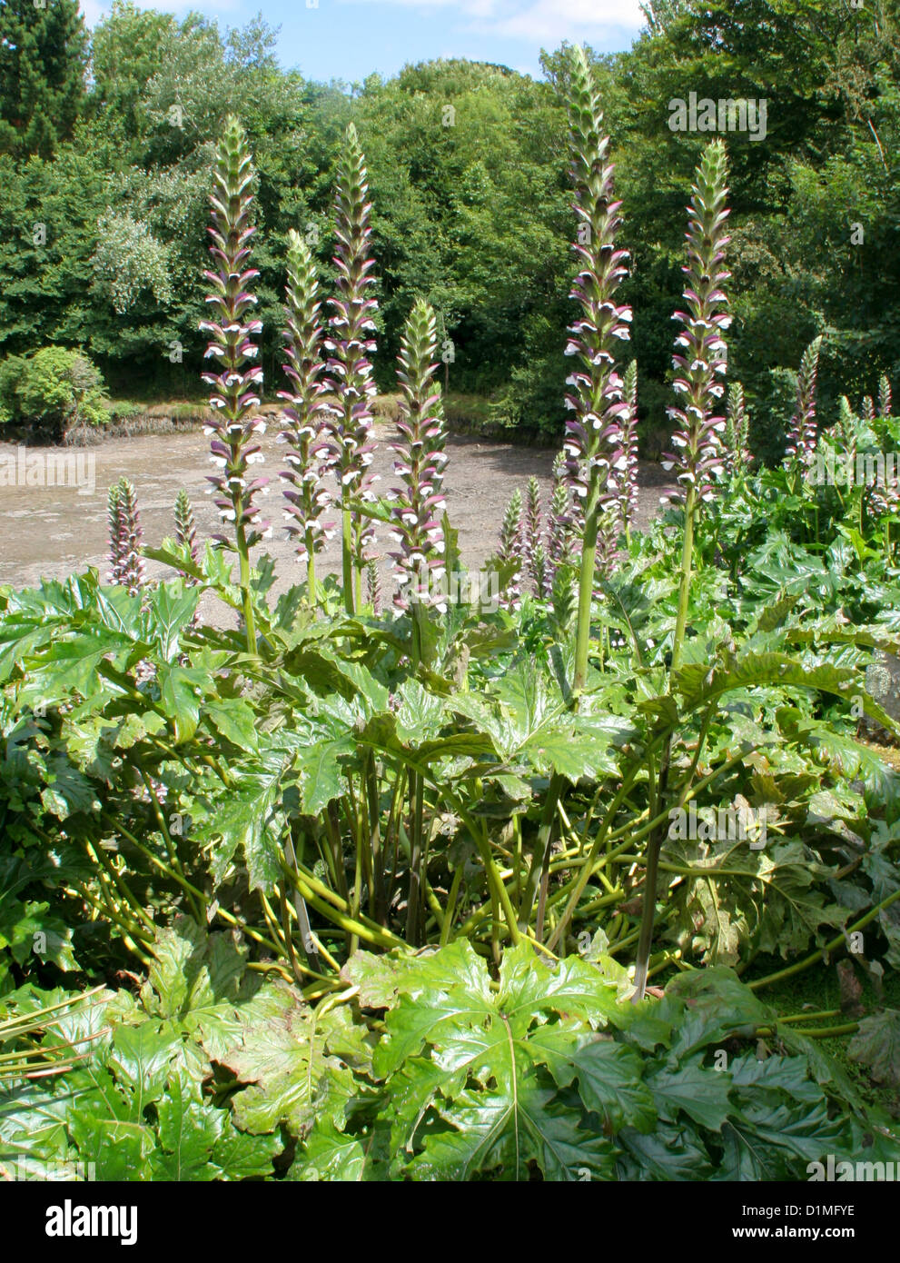 Bears Breeches Acanthus St Just in Roseland Cornwall England UK Stock ...