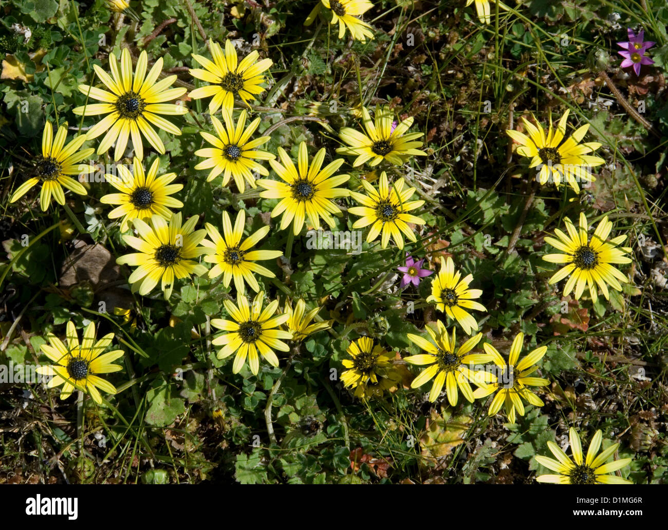 Full blooming daisies hi-res stock photography and images - Alamy