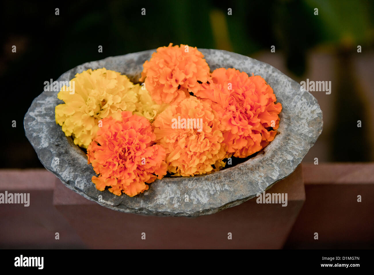 A bowl of yellow and orange marigolds in a stone dish in Rajasthan ...