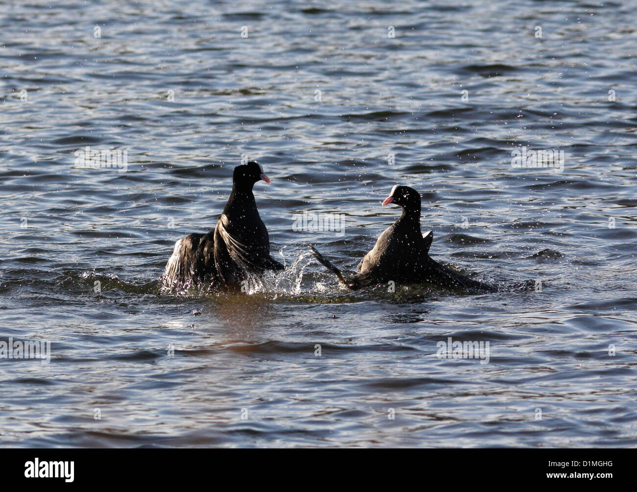 Territorial fighting hi-res stock photography and images - Alamy