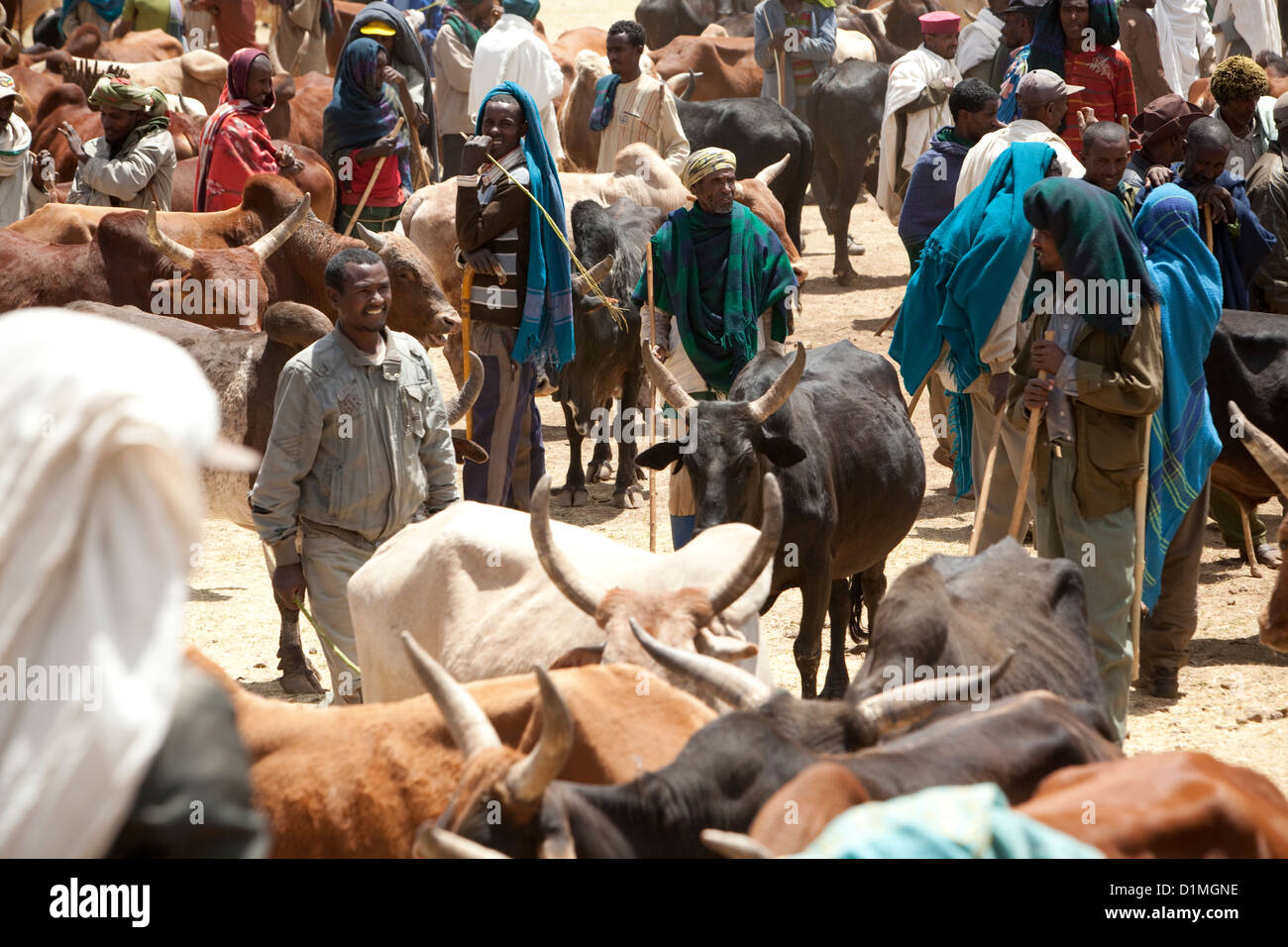 Ethiopian cows hi-res stock photography and images - Alamy