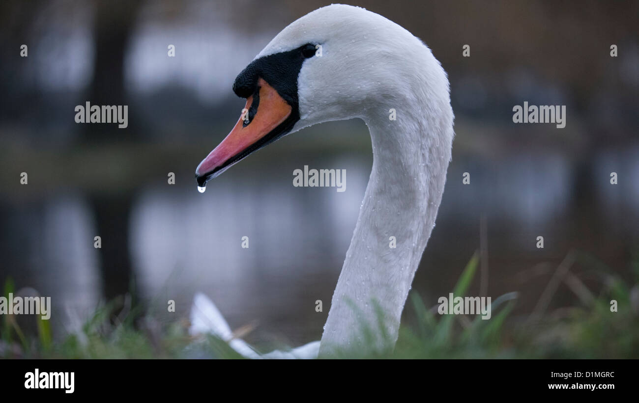 A close-uo swan with drop of water on its beak Stock Photo - Alamy