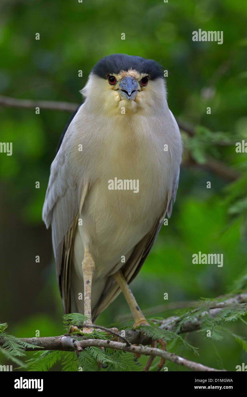 Black crowned Night Heron Nycticorax nycticorax Louisiana Stock Photo ...
