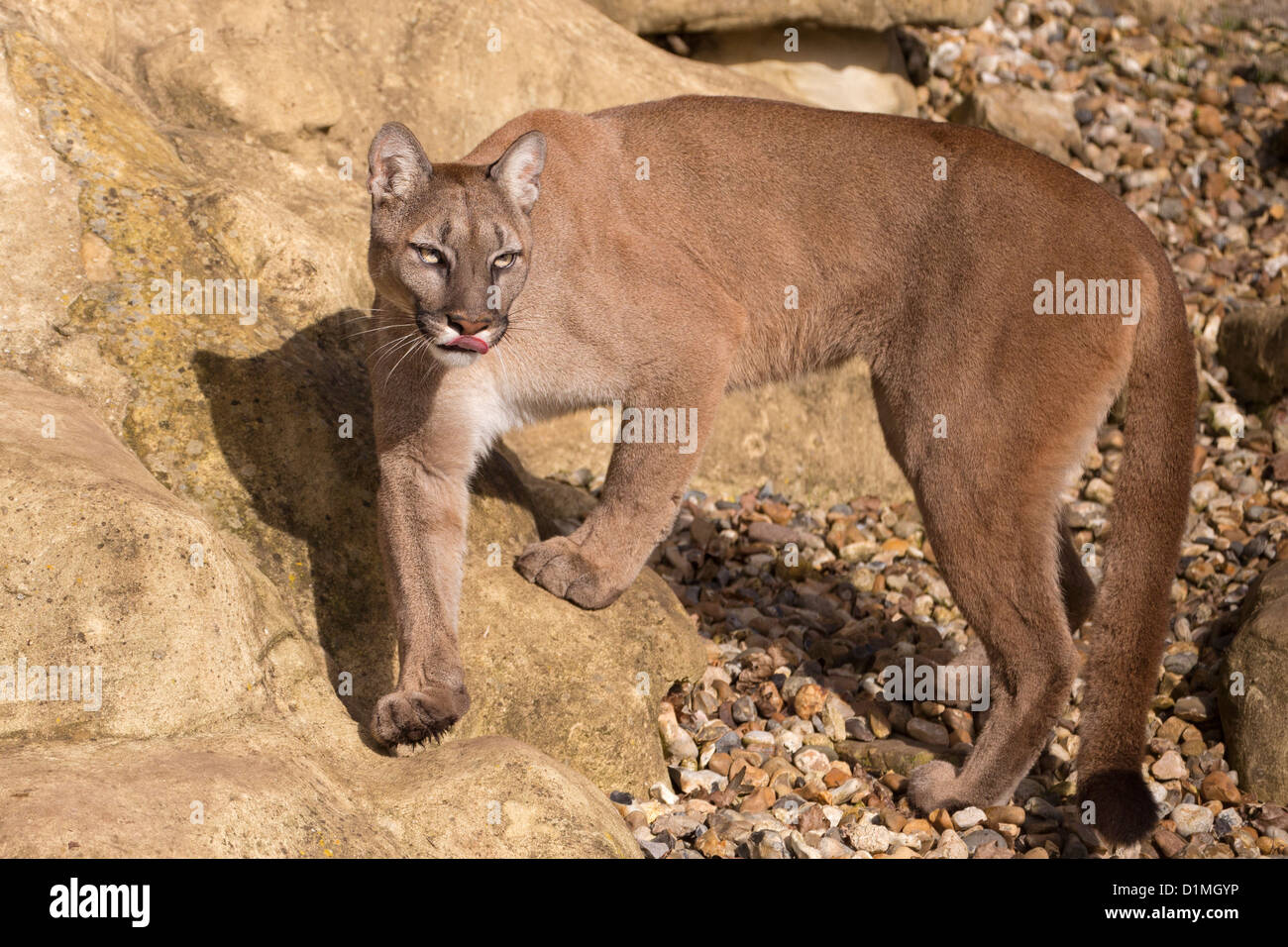 Felis concolor puma concolor puma hi-res stock photography and images ...