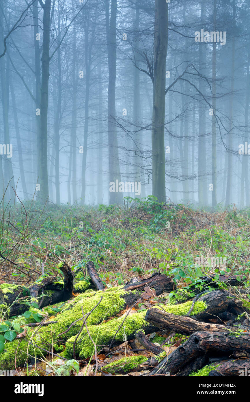 Hovingham estate hi-res stock photography and images - Alamy