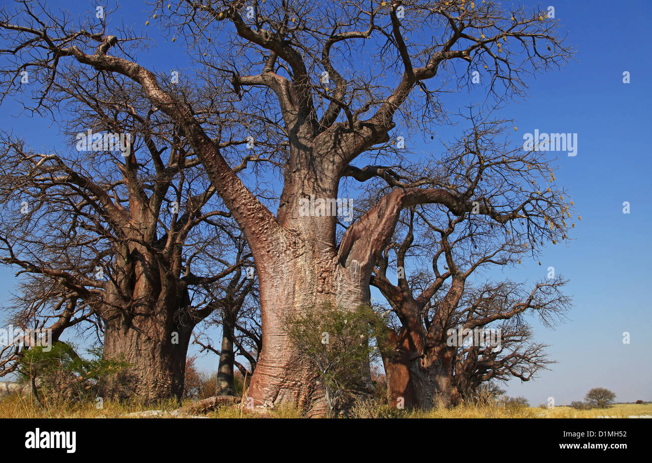 Baines baobabs trees botswana hi-res stock photography and images - Alamy