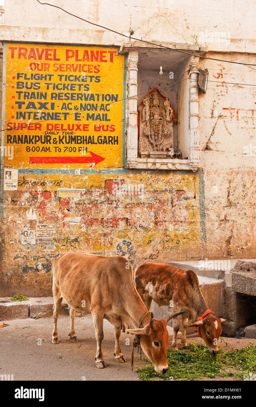 Two cows eat green shrub on a street with an advertisement on the wall ...