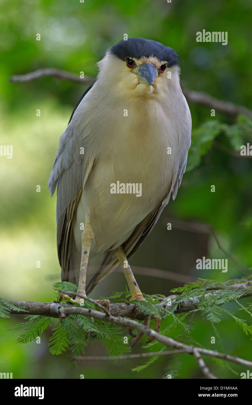 Black crowned Night Heron Nycticorax nycticorax Louisiana Stock Photo ...