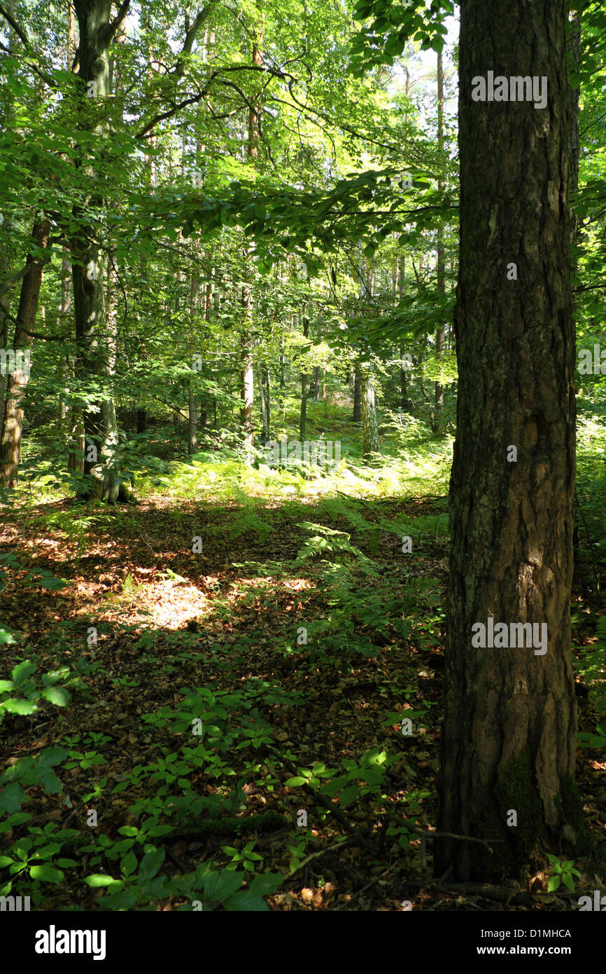 View into a Forest in Brandenburg, Germany Stock Photo - Alamy