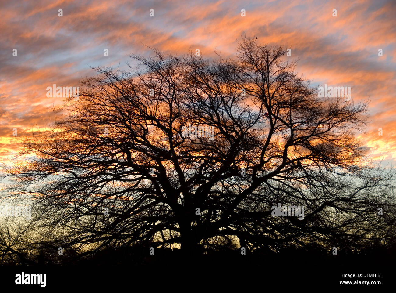 Setting sun and tree silhouette hi-res stock photography and images - Alamy