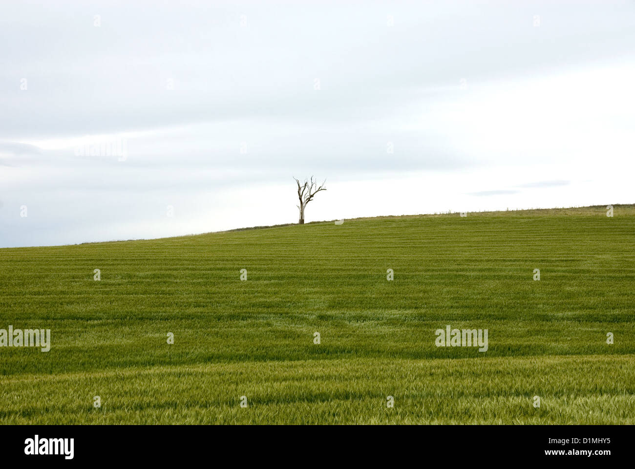 Dead crop australia hi-res stock photography and images - Alamy