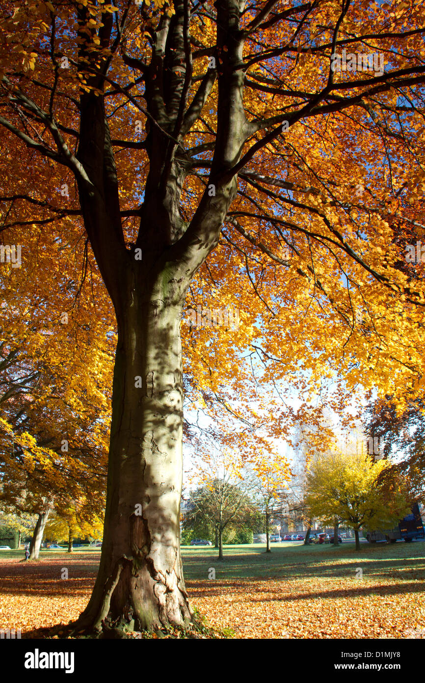 Beech tree with autumn colours Stock Photo - Alamy