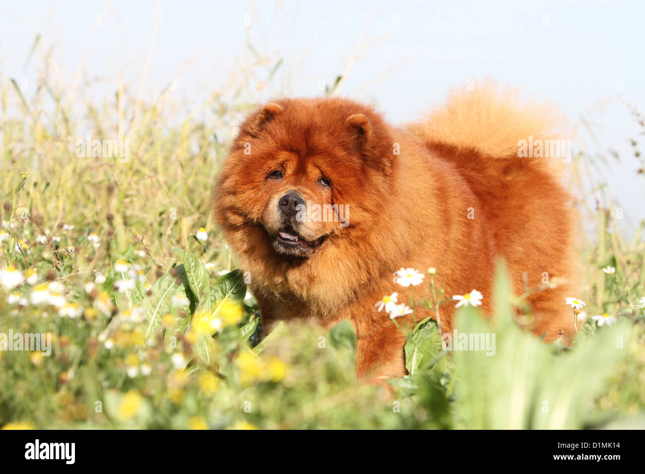 dog chow chow chow-chow adult red standing in a field Stock Photo - Alamy