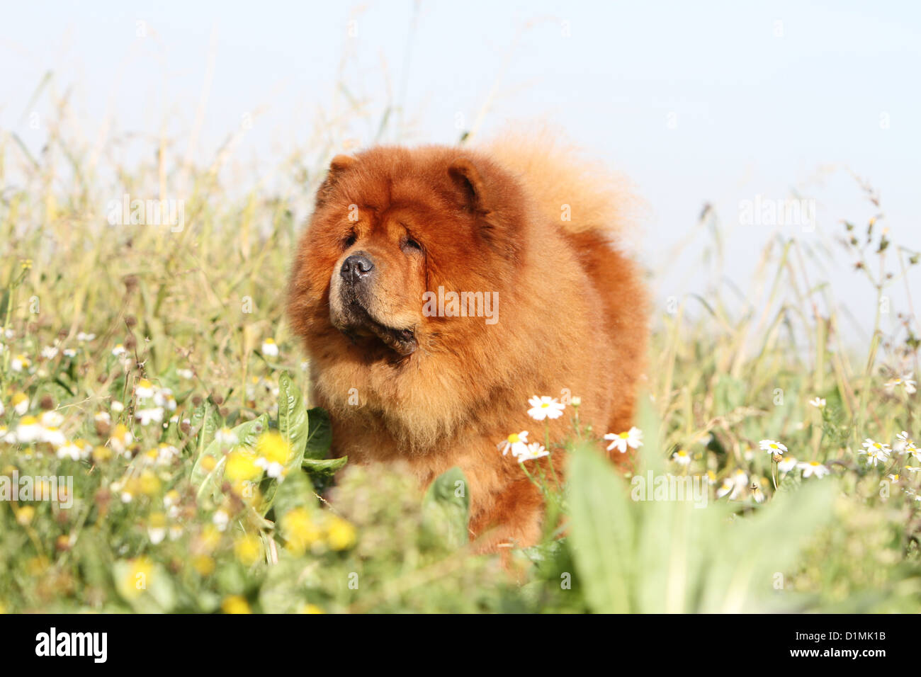 dog chow chow chow-chow adult red standing in a field Stock Photo - Alamy