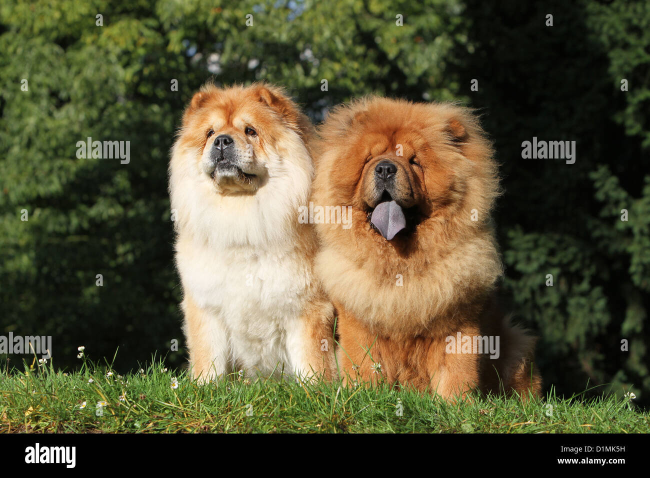 dog chow chow chow-chow two adults red sitting in a forest Stock Photo ...
