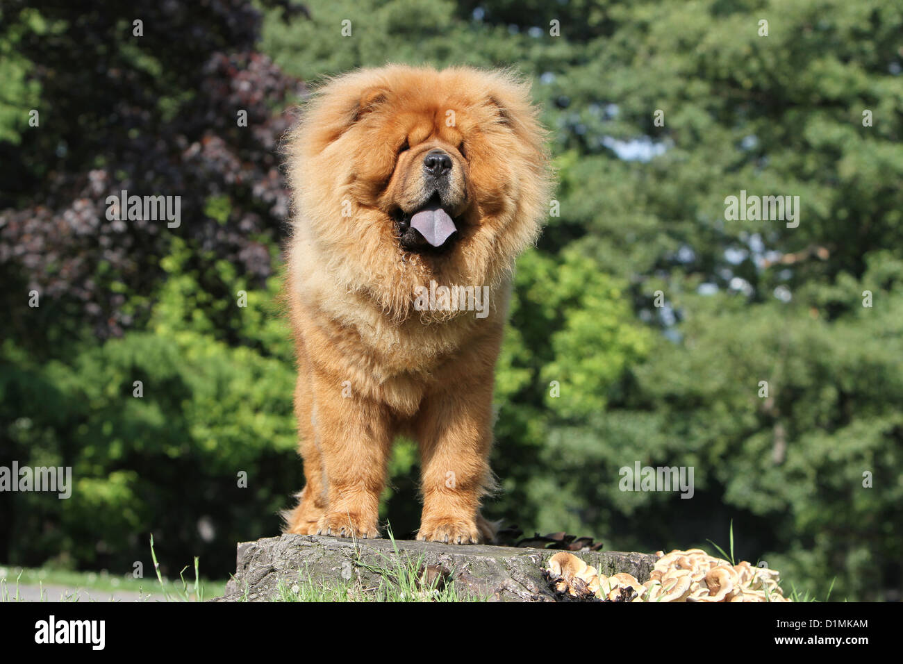 dog chow chow chow-chow adult red standing on a wood Stock Photo - Alamy