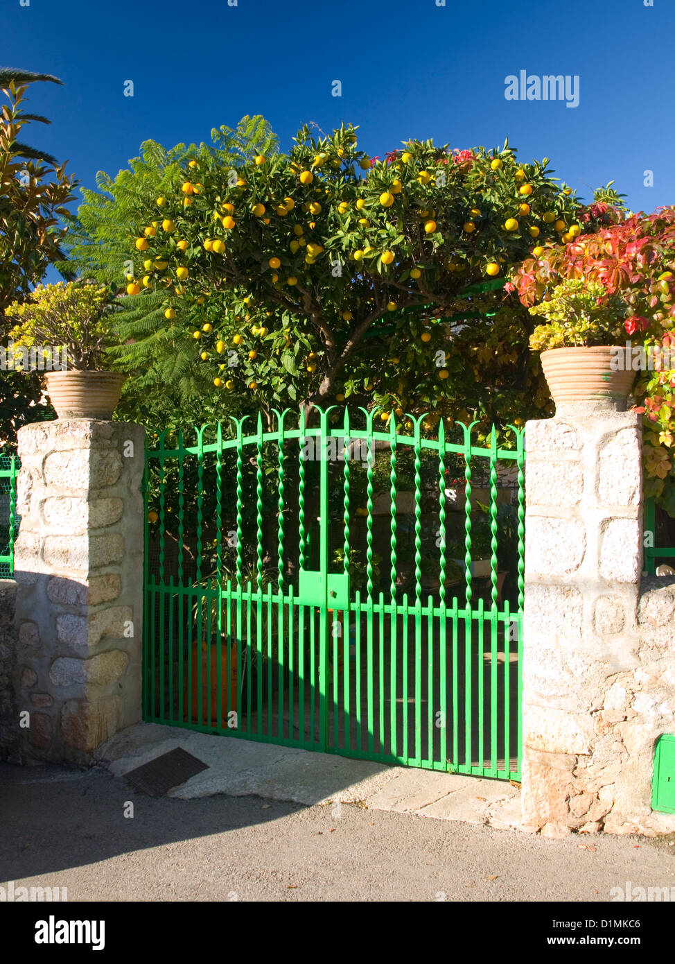 Sóller, Mallorca, Balearic Islands, Spain. Fruiting lemon tree (Citrus ...