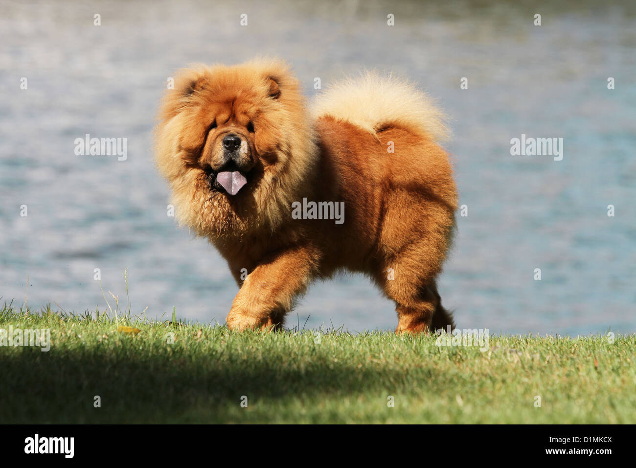 dog chow chow chow-chow adult red standing profile at the water's edge ...