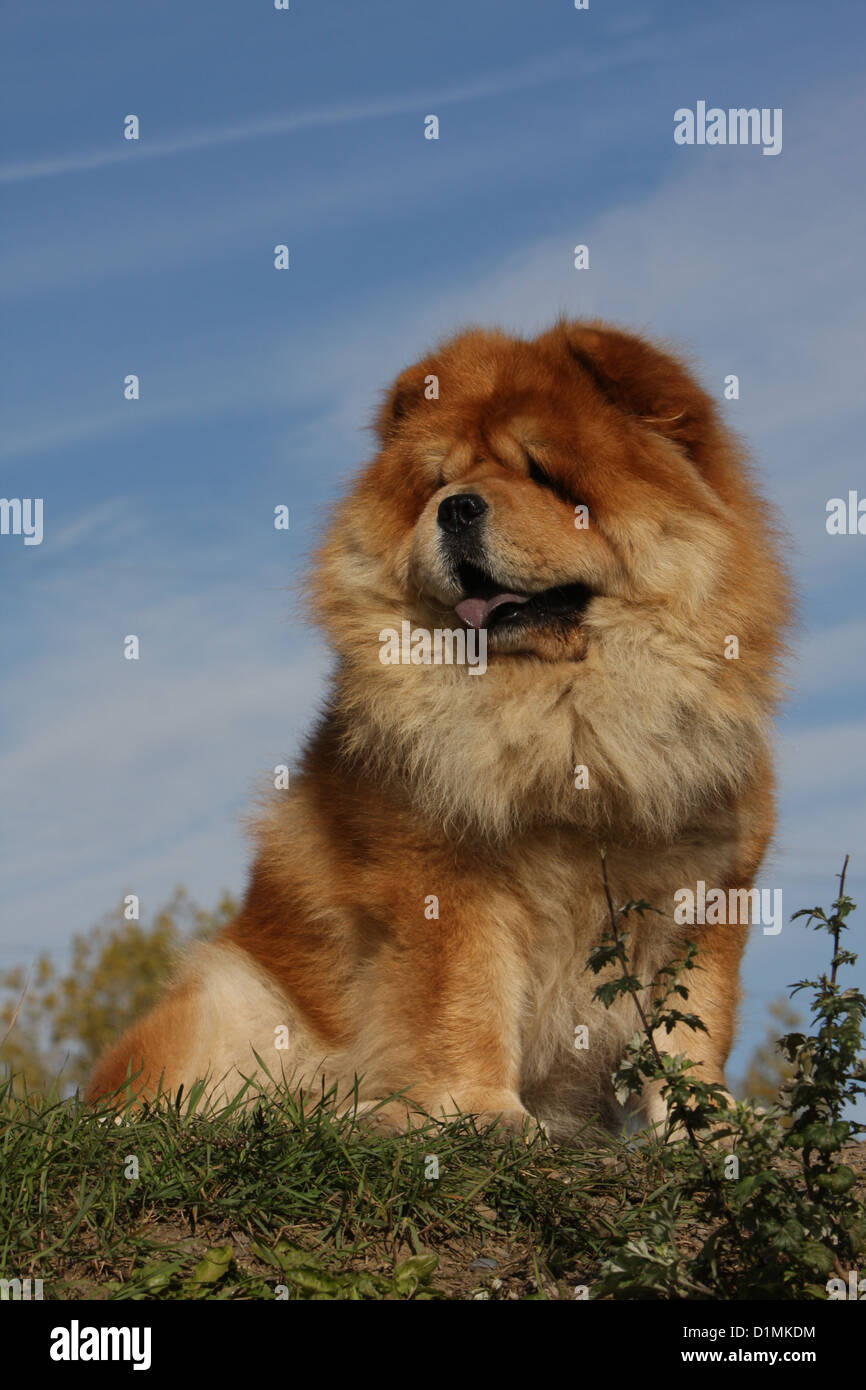 Sitting chow chow hi-res stock photography and images - Alamy