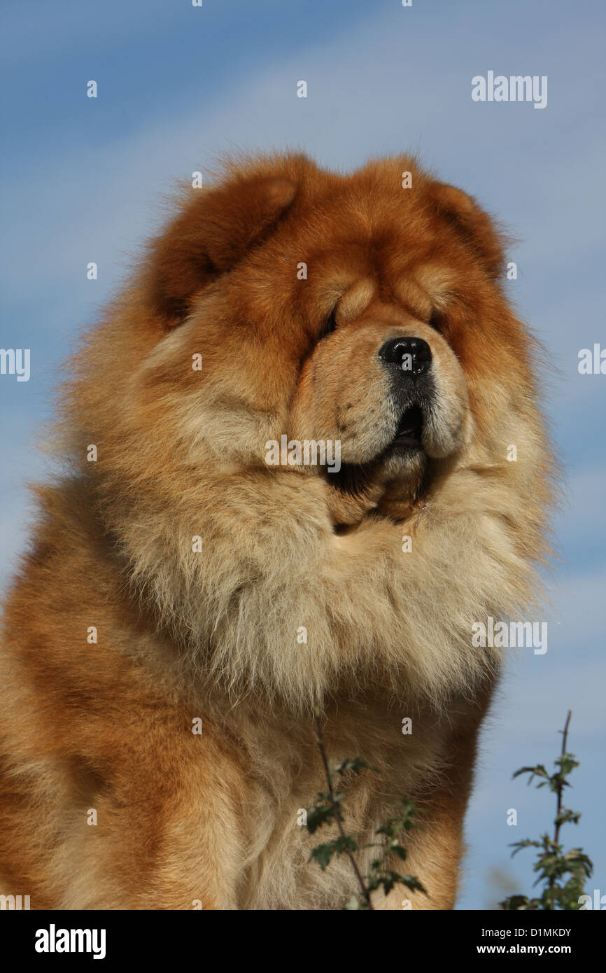 dog chow chow chow-chow adult red portrait Stock Photo - Alamy