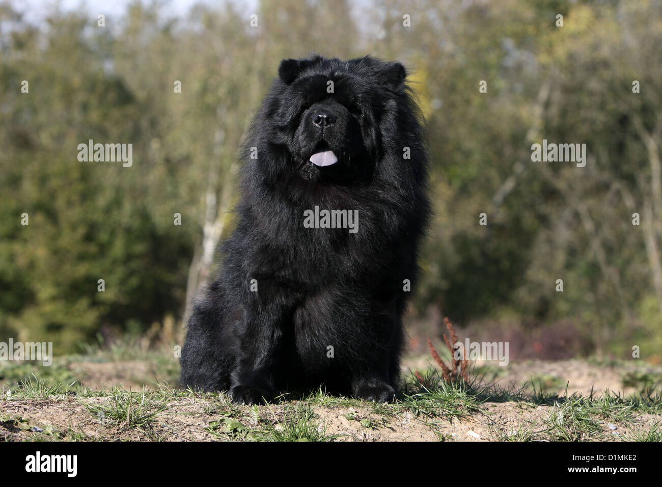 dog chow chow chow-chow adult red sitting face Stock Photo - Alamy