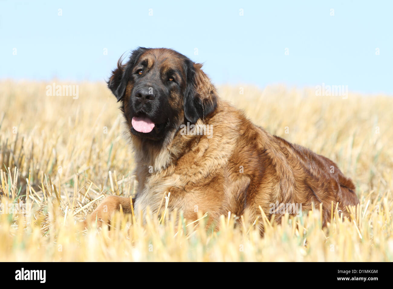 Leonbergers hi-res stock photography and images - Alamy