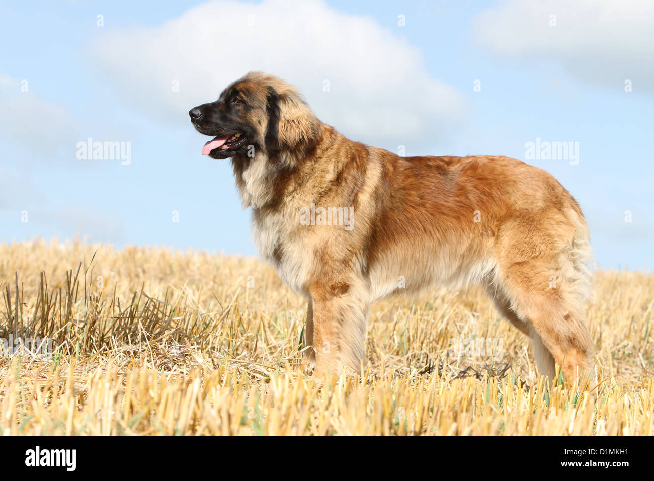 Dog Leonberger adult standard profile in a field Stock Photo - Alamy