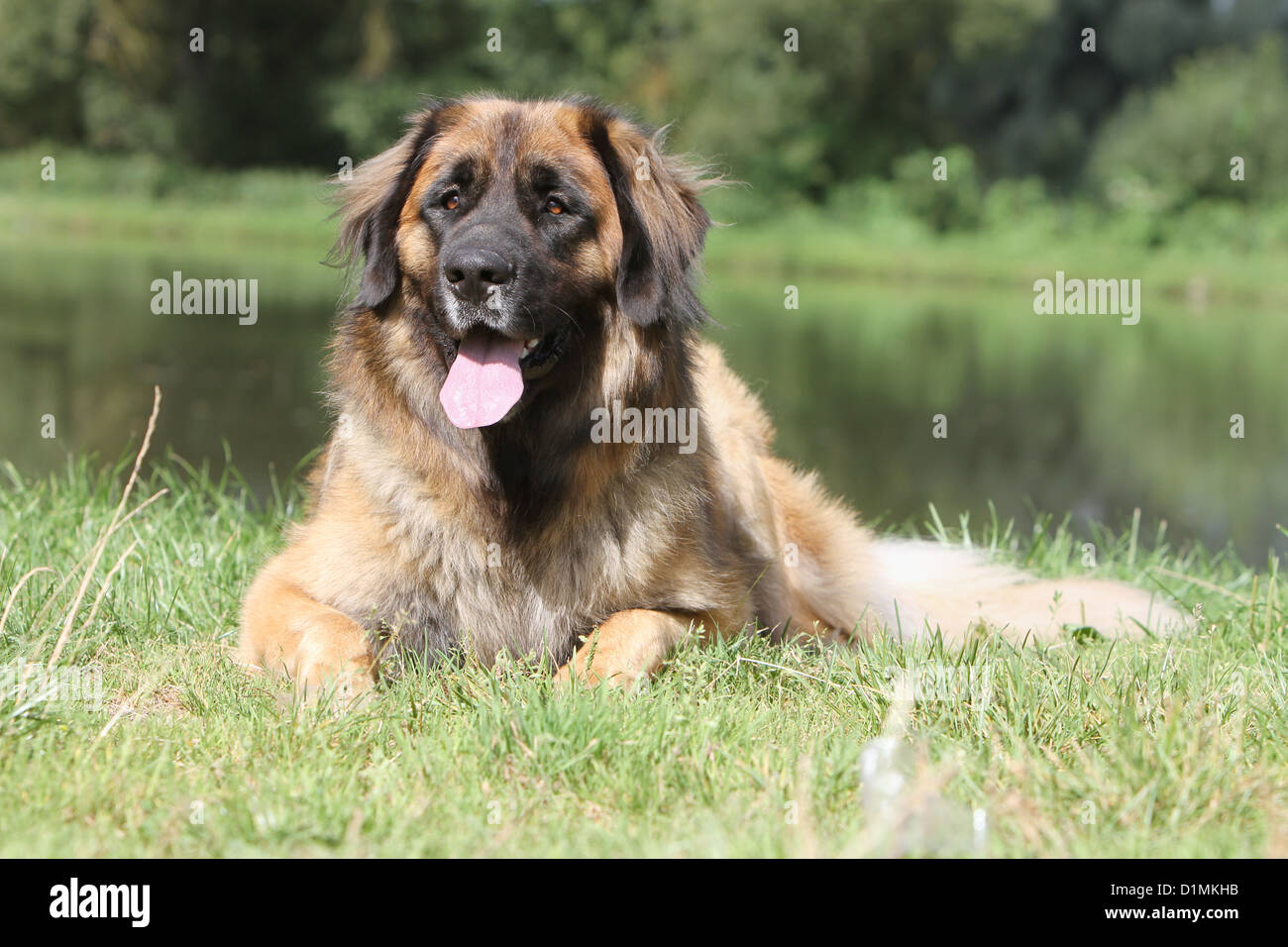Leonbergers hi-res stock photography and images - Alamy