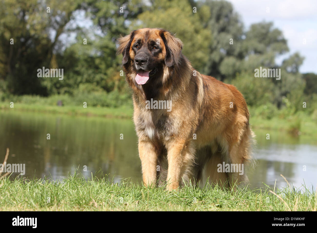 Leonbergers hi-res stock photography and images - Alamy