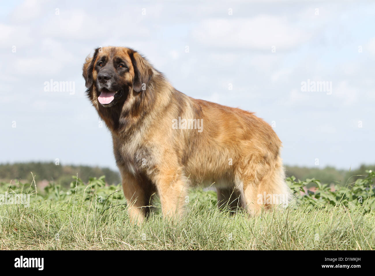 Leonberger dog hi-res stock photography and images - Alamy