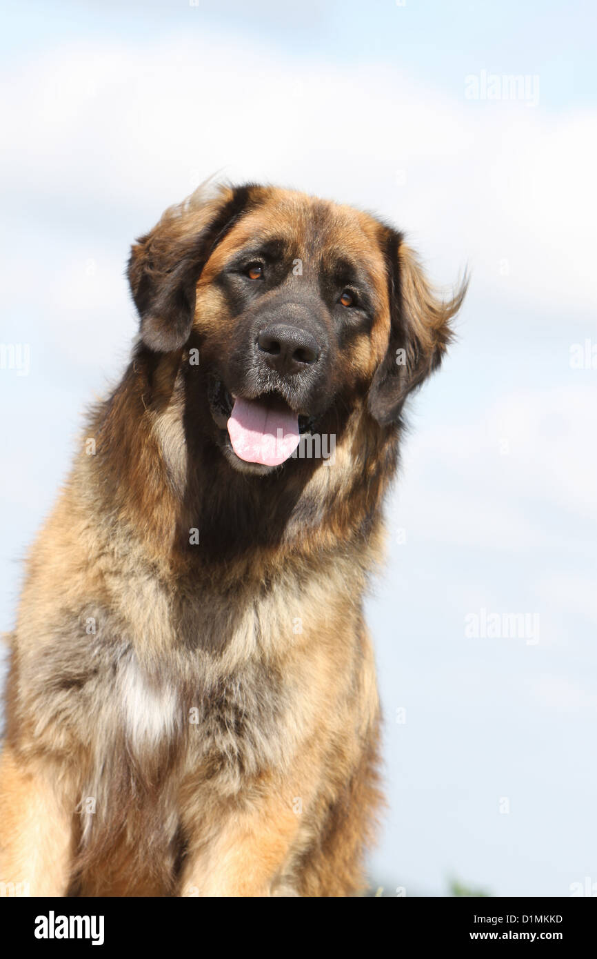 Dog Leonberger adult portrait Stock Photo - Alamy