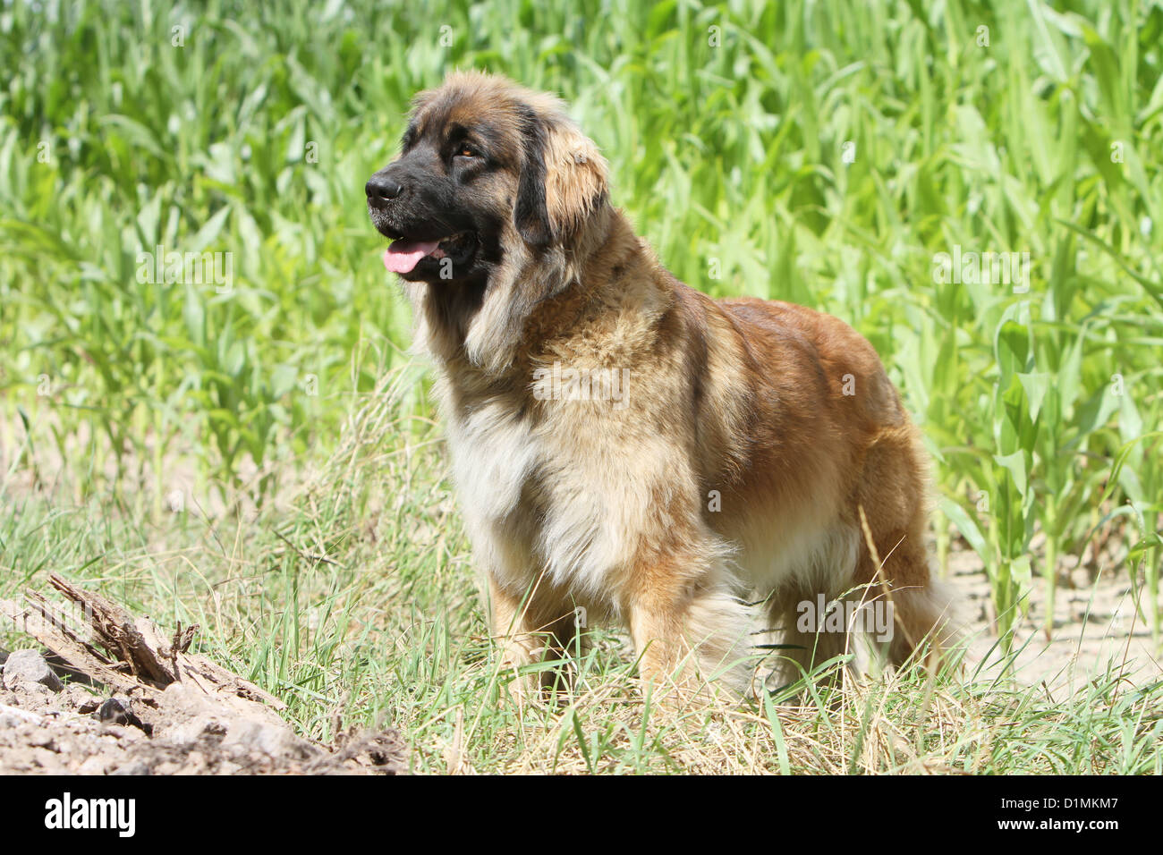Dog Leonberger adult standard profile in a field Stock Photo - Alamy