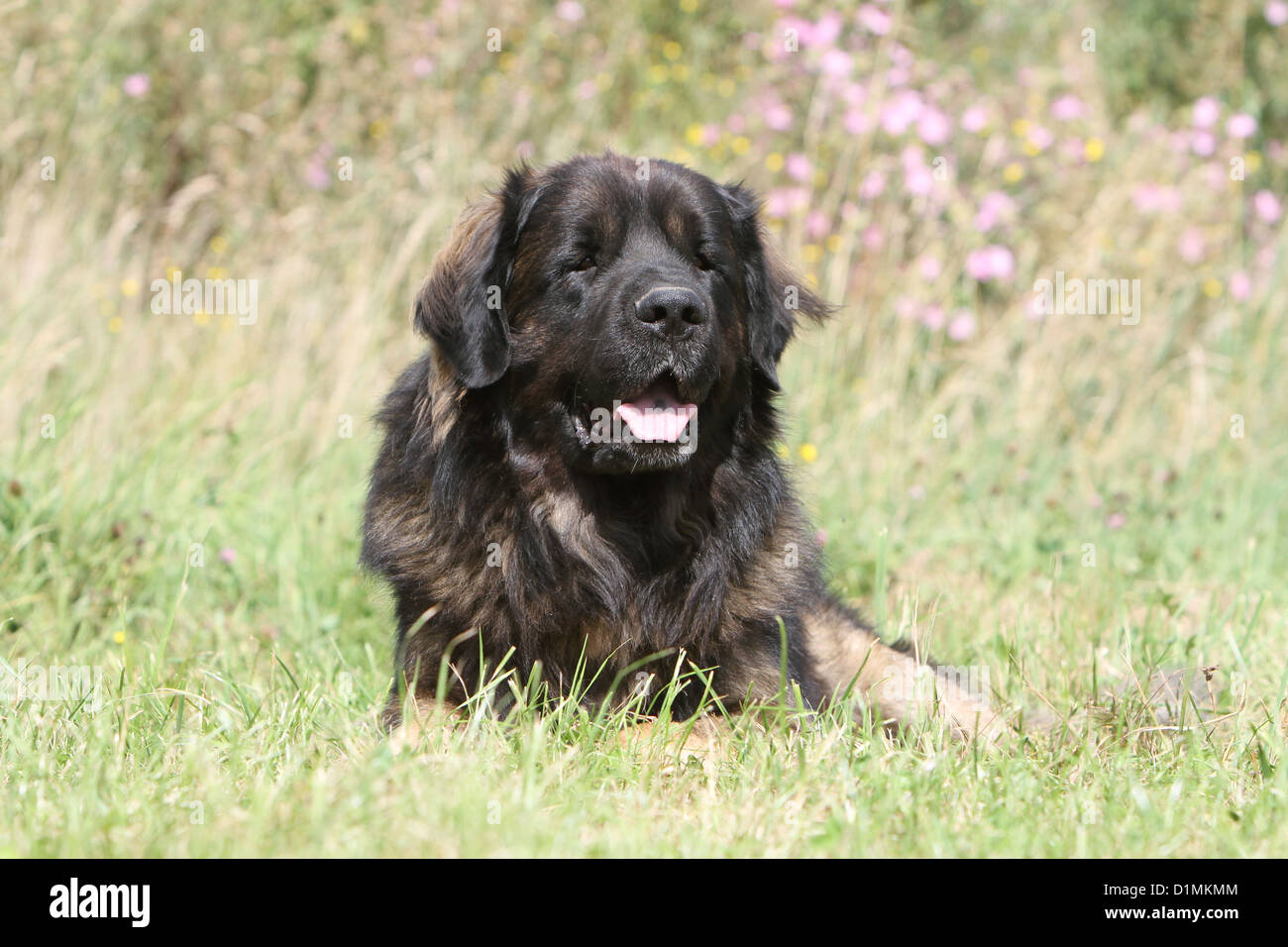 Leonberger lion dogs hi-res stock photography and images - Alamy