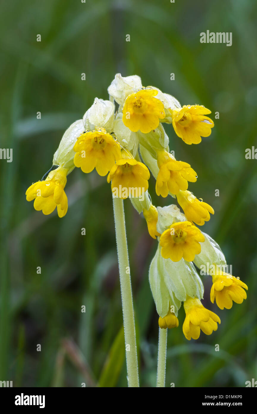 Primula officinalis hi-res stock photography and images - Alamy